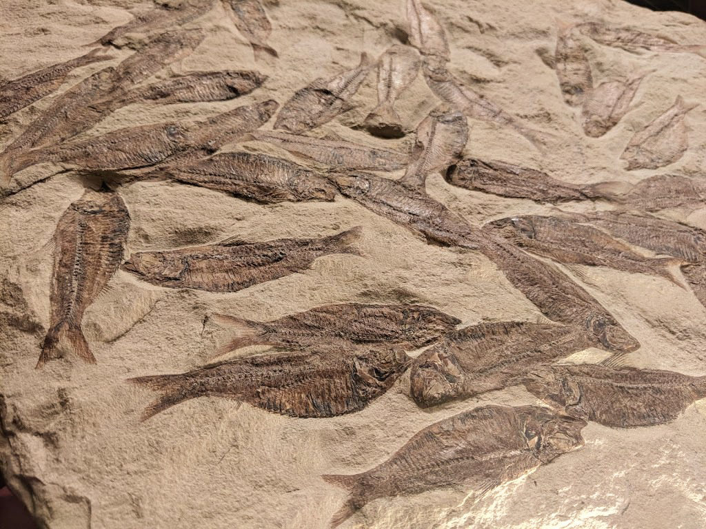 Australasian Palaeontologists