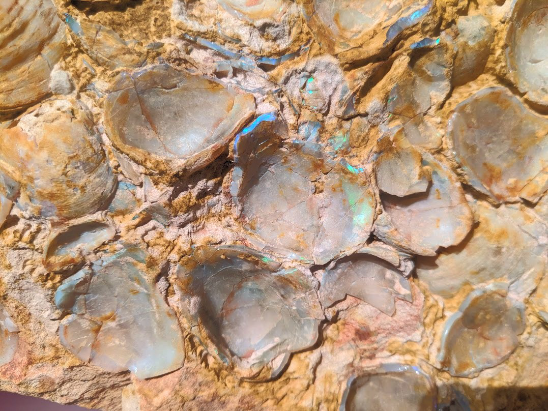 Australasian Palaeontologists