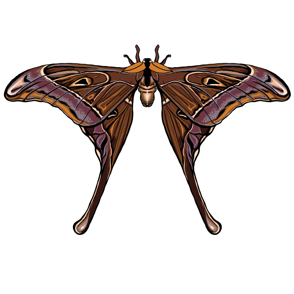 'Nope! Bird' Cassowary Magnet – 58mm Round Gloss Bottle-Opener — The ...