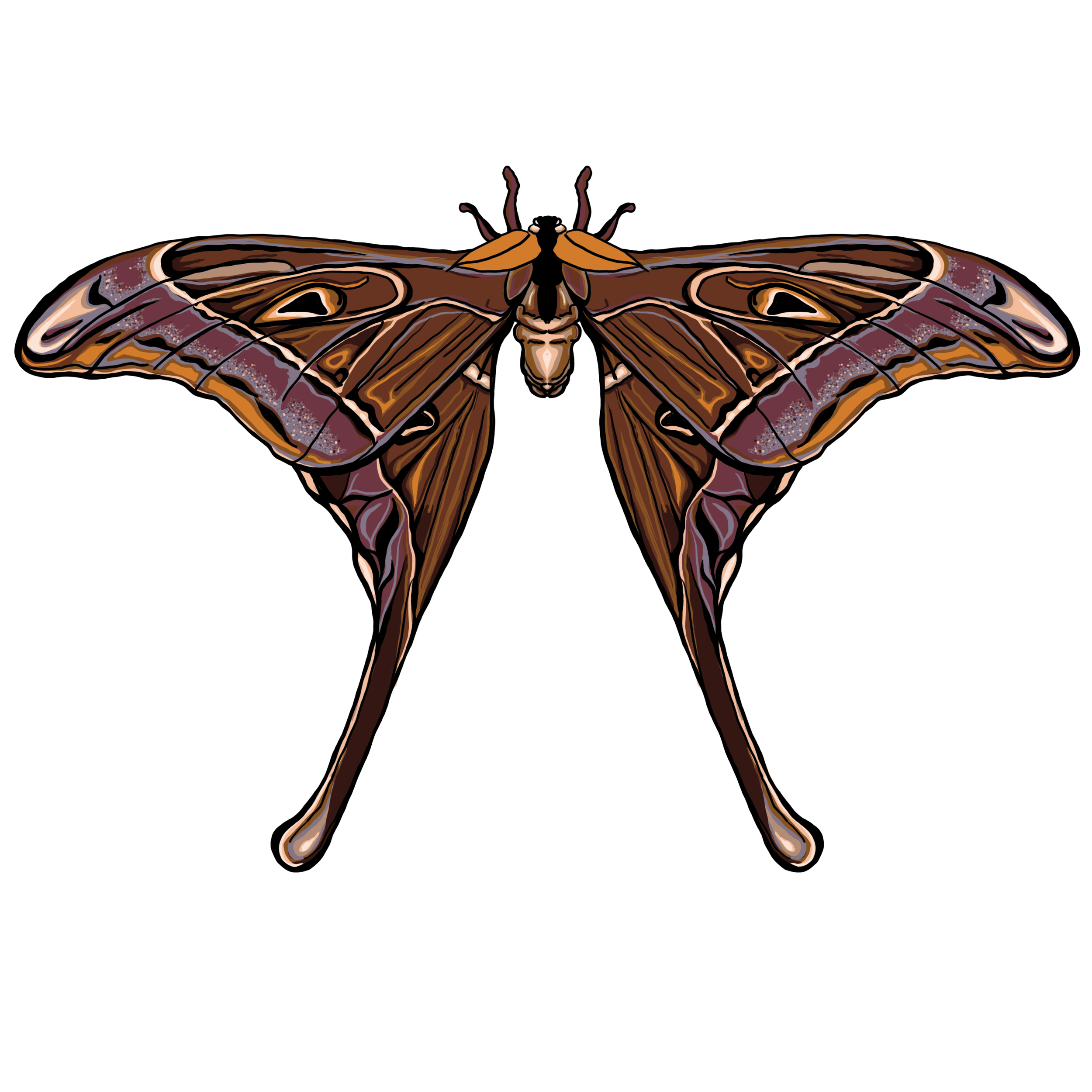 Zodiac Moth Earrings – Medium Wooden Dangles – Cairns Day Moth ...