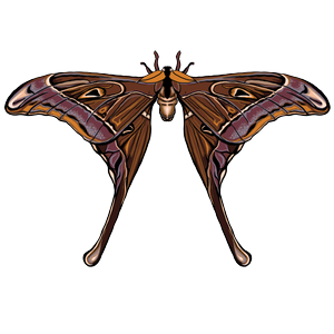 Bracca Rotundata Moth Vinyl Sticker – 10x10cm Gloss, Waterproof ...