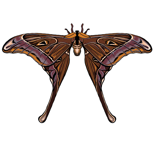Bracca Rotundata Moth Vinyl Sticker – 10x10cm Gloss, Waterproof ...