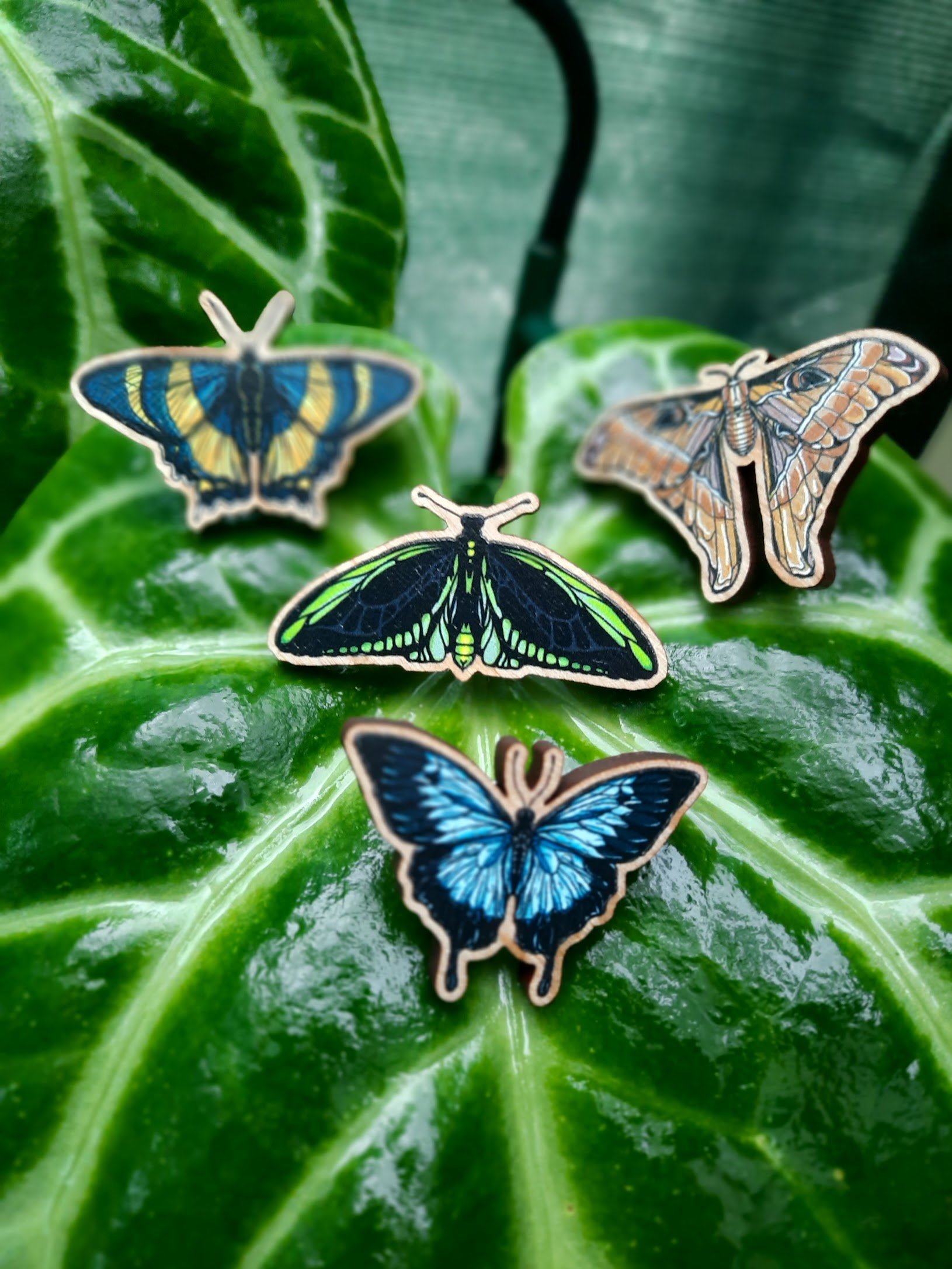 The Jungle Collection