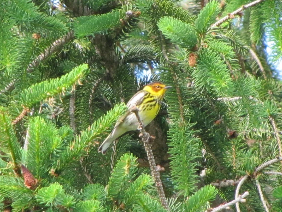 Visit | DBNF | Wild & Scenic Daniel Boone National Forest, London, Kentucky