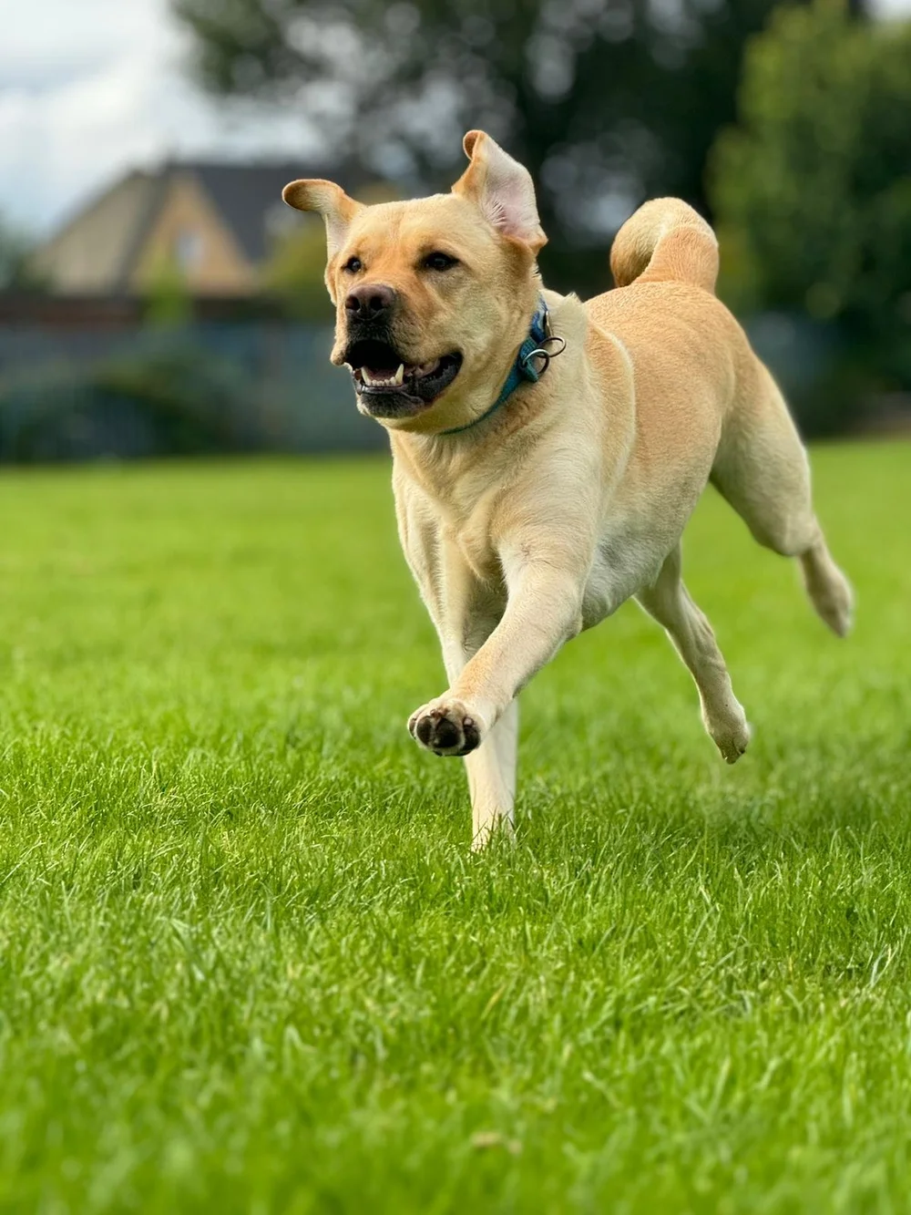 Dog Walking — Wizard of Paws Stonehouse