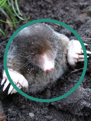 Moles and Rabbit Control — Honest Pest Control