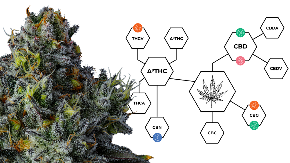 Exploring the Entourage Effect in Cannabis: Synergy of Cannabinoids and ...