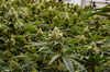 Cultivation | Explore Our Premium Strains — Good Day Farm