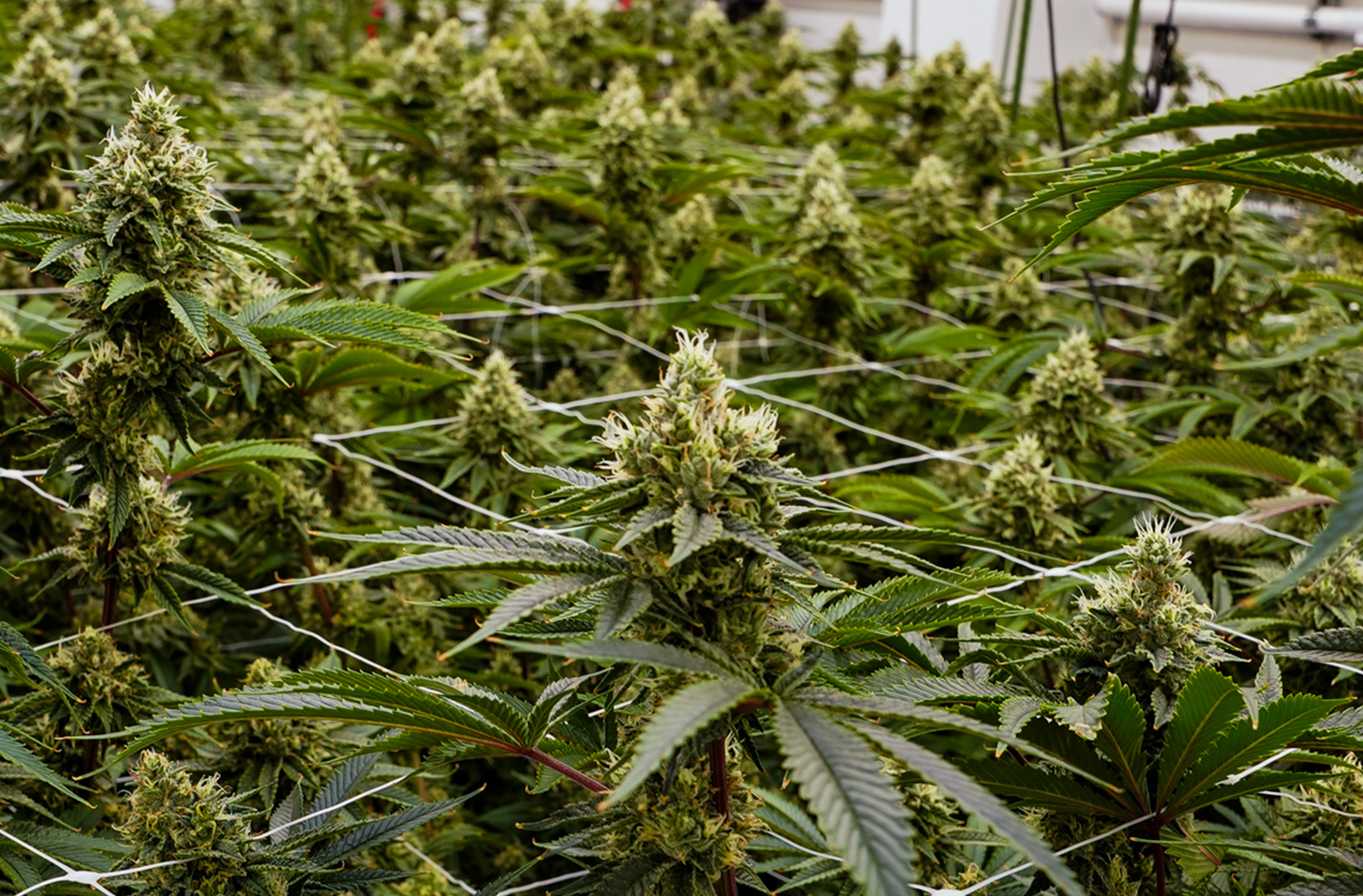 Cultivation | Explore Our Premium Strains — Good Day Farm