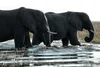 Why The Elephant? — Brock Contract Services
