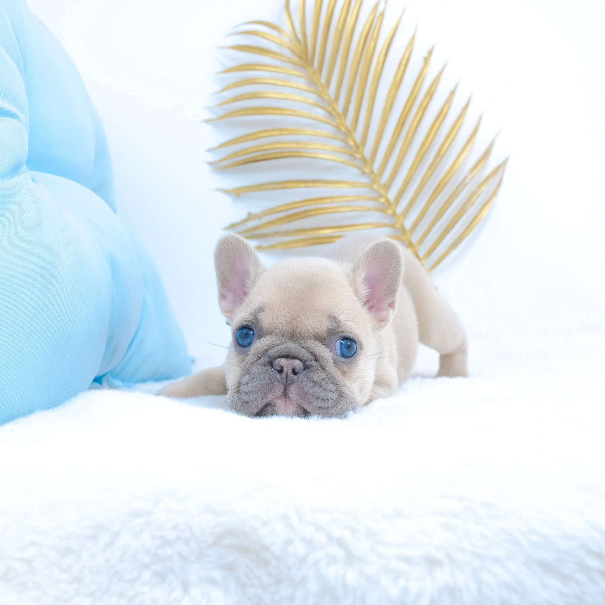 ROYAL FRENCHIES FRENCH BULLDOG PUPPIES TEXAS