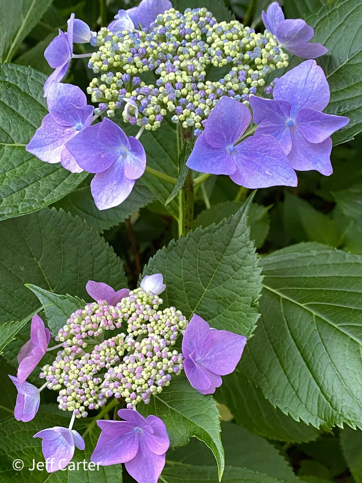 Hydrangeas in Bloom — Hamptons Garden