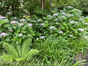 Hydrangeas in Bloom — Hamptons Garden