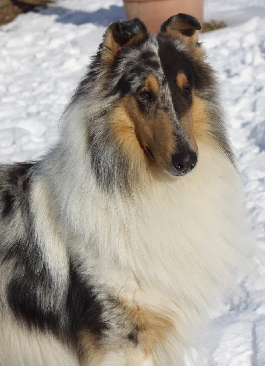 About 4 — Heritage Farms Collies