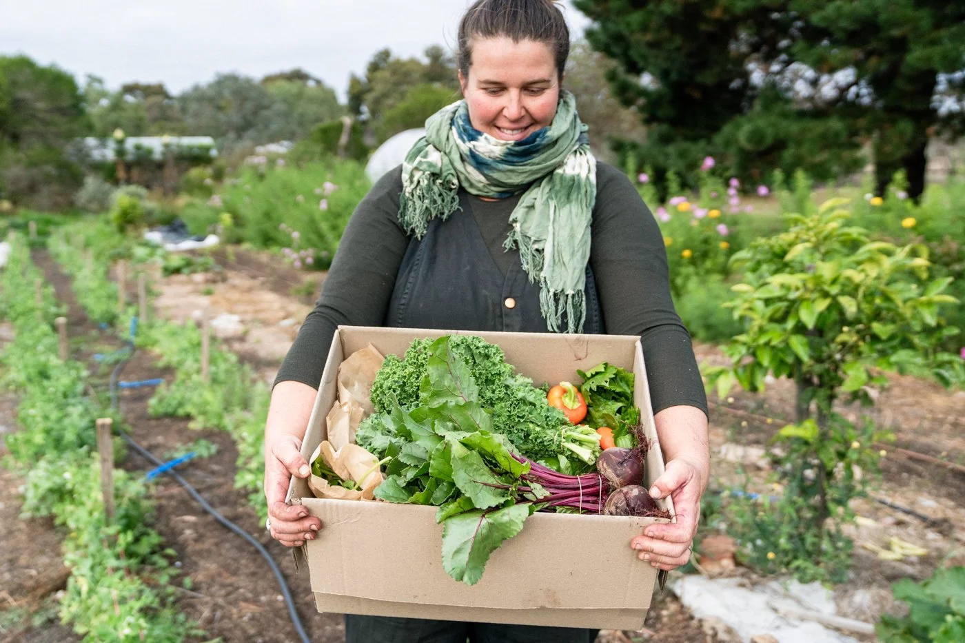 Veggie Boxes — Bellagreen Organic Farm