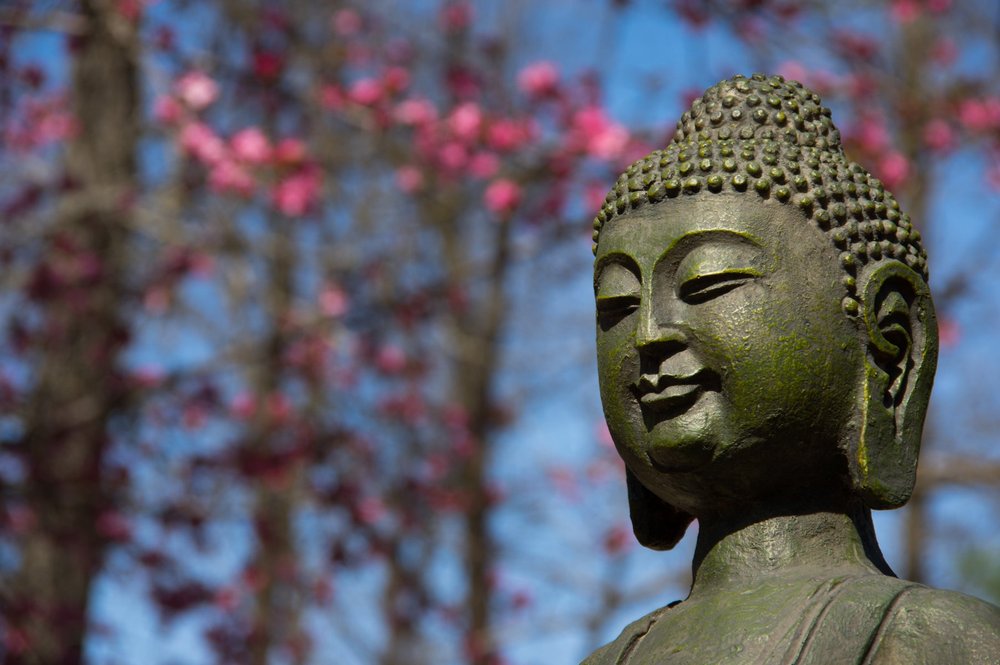 Forest of Peace | Experience Peace - Book Your Retreat Today