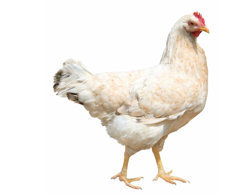 Protein — AFCO Care