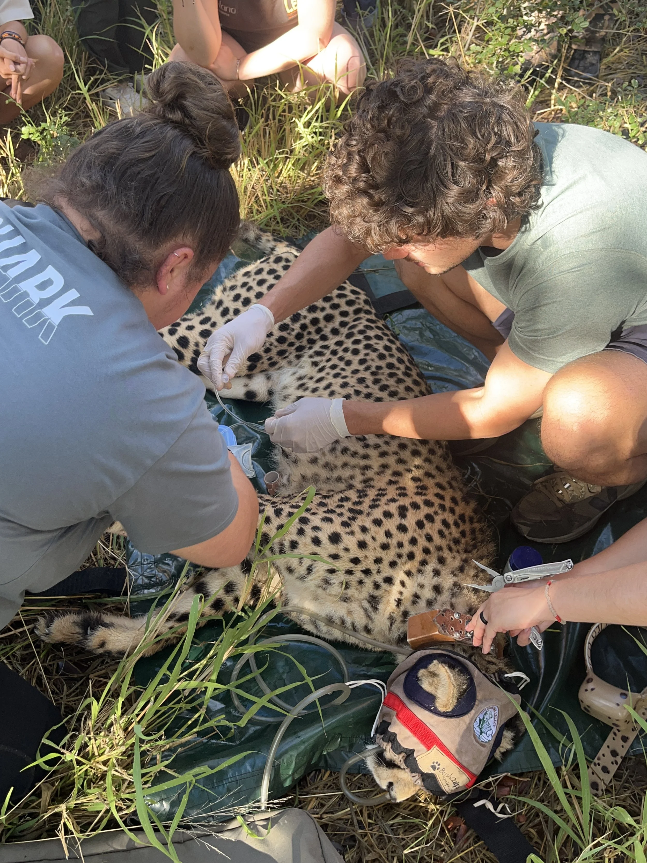 Wildlife Adventure Africa
