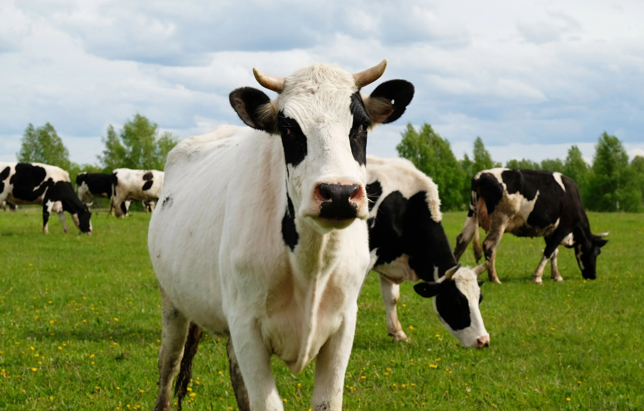 Sustainability — OPE!