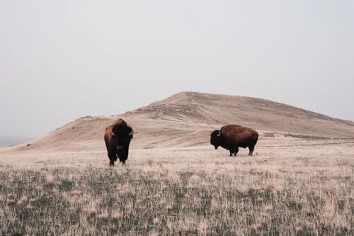Antelope Island Buffalo Run - Spring Classic — Massif Running