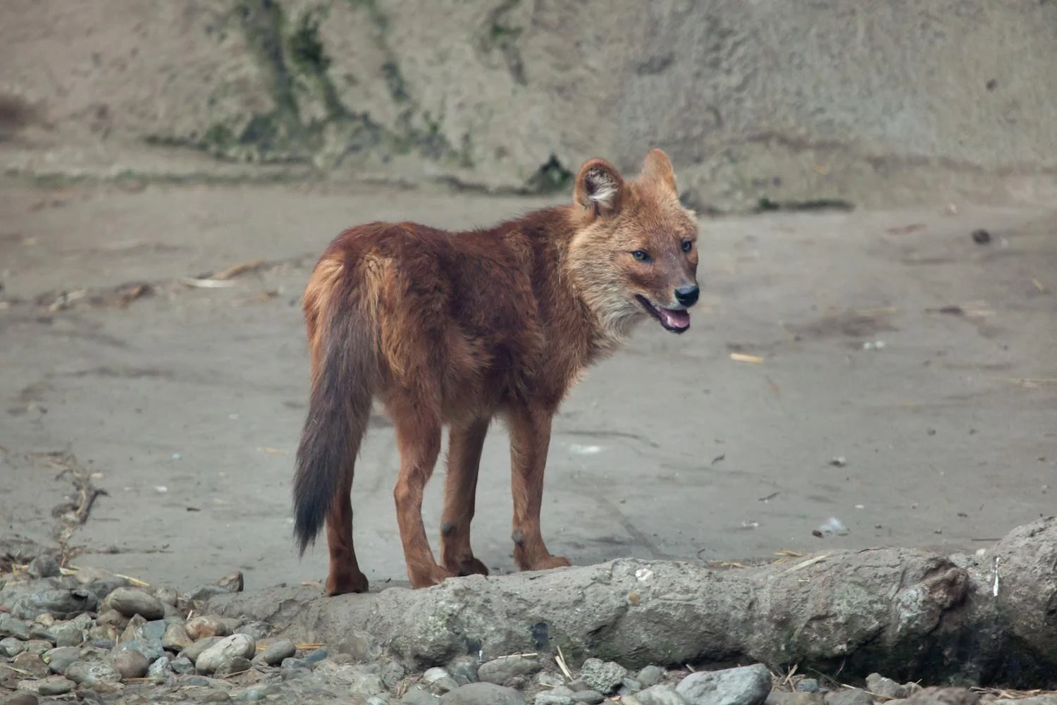 Dhole: Asia's Endangered Wild Dog — Endangered Canid Project