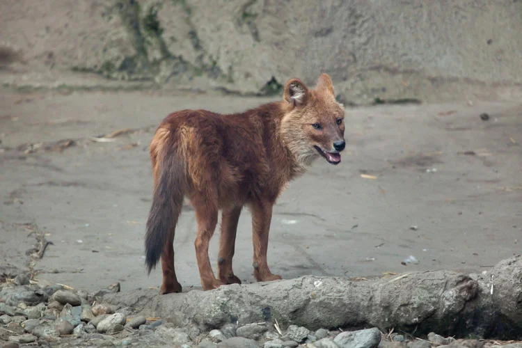 Dhole: Asia's Endangered Wild Dog — Endangered Canid Project