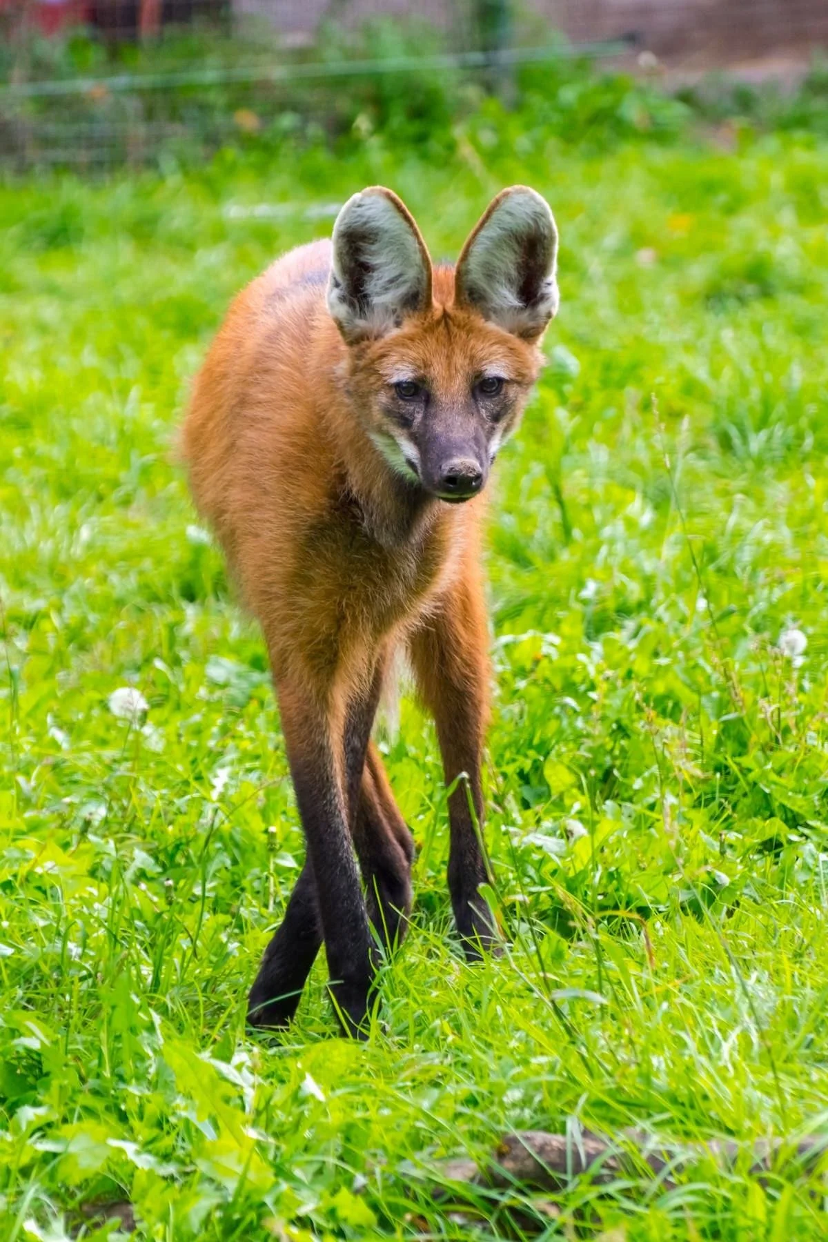 Maned Wolf: South America's Unique Canid — Endangered Canid Project