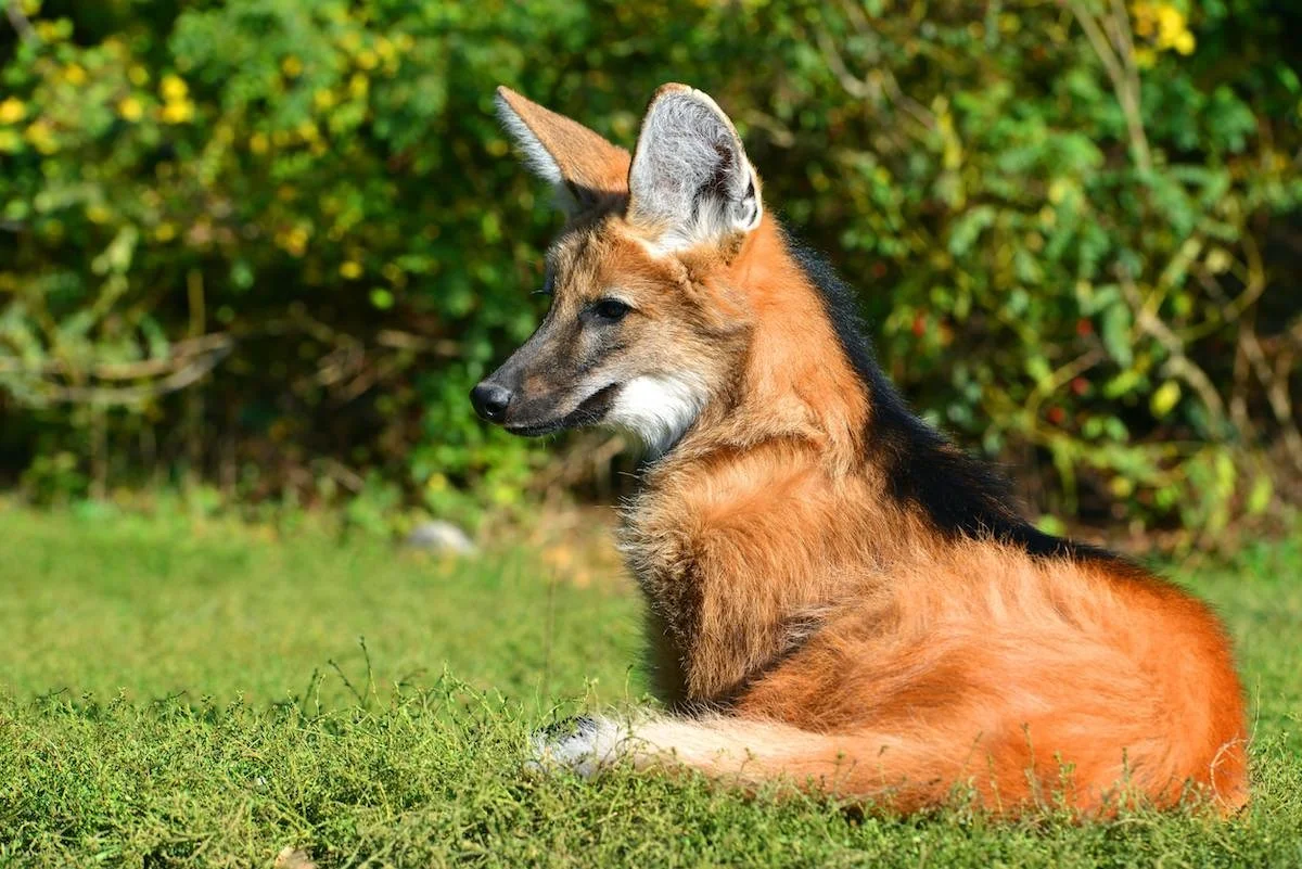Maned Wolf: South America's Unique Canid — Endangered Canid Project