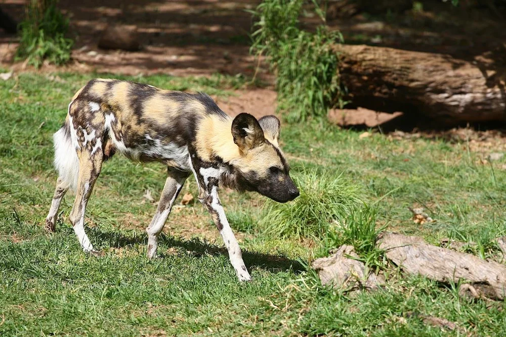 African Painted Dog: Endangered Pack Hunters — Endangered Canid Project
