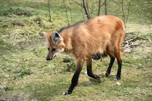 Maned Wolf: South America's Unique Canid — Endangered Canid Project