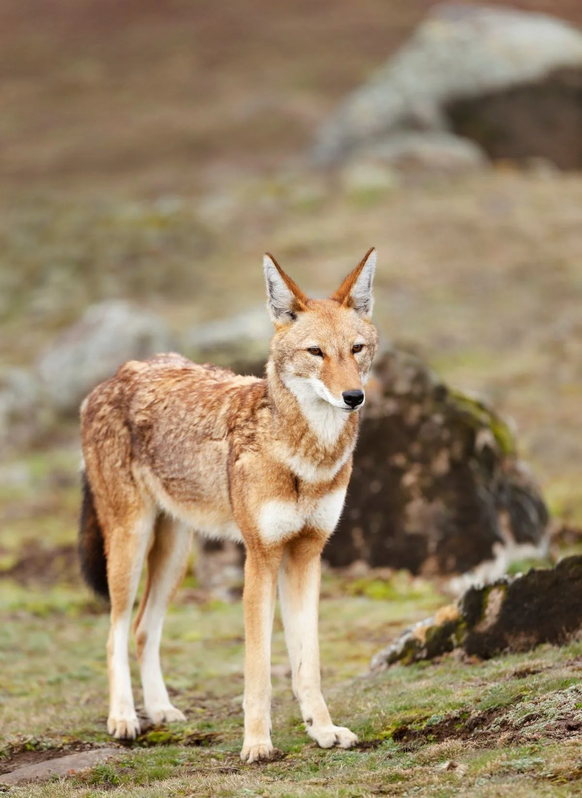 Ethiopian Wolf: Africa's Rarest Canid — Endangered Canid Project