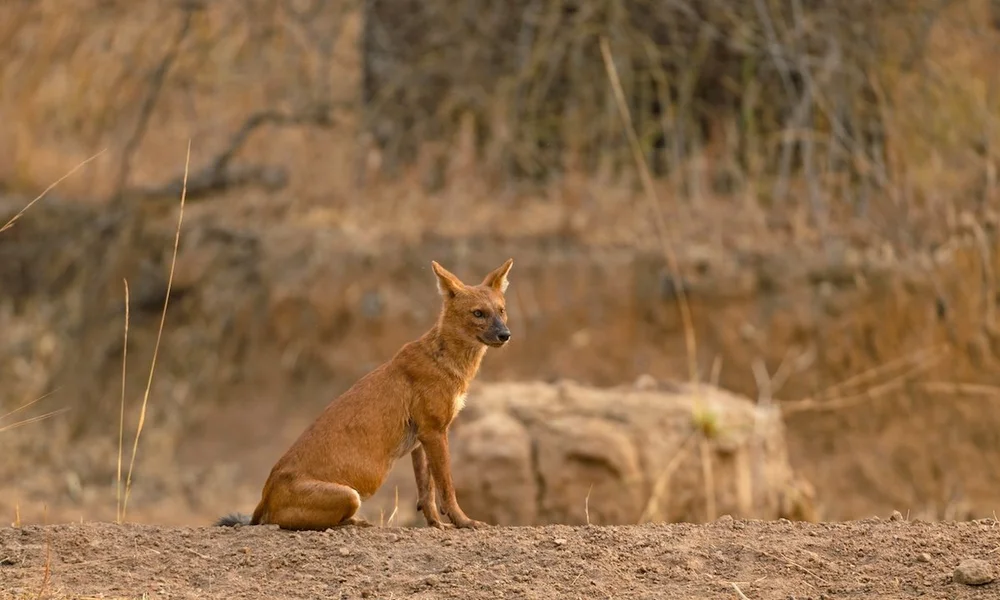Dhole: Asia's Endangered Wild Dog — Endangered Canid Project