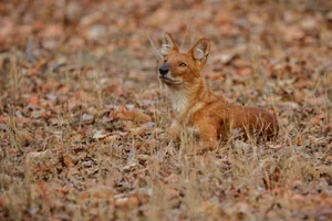 Dhole: Asia's Endangered Wild Dog — Endangered Canid Project