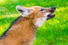 Maned Wolf: South America's Unique Canid — Endangered Canid Project