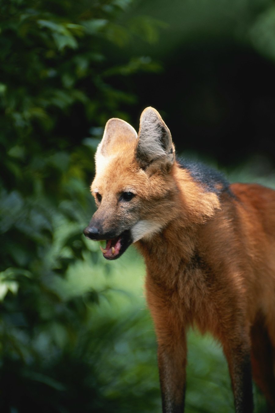 Maned Wolf: South America's Unique Canid — Endangered Canid Project