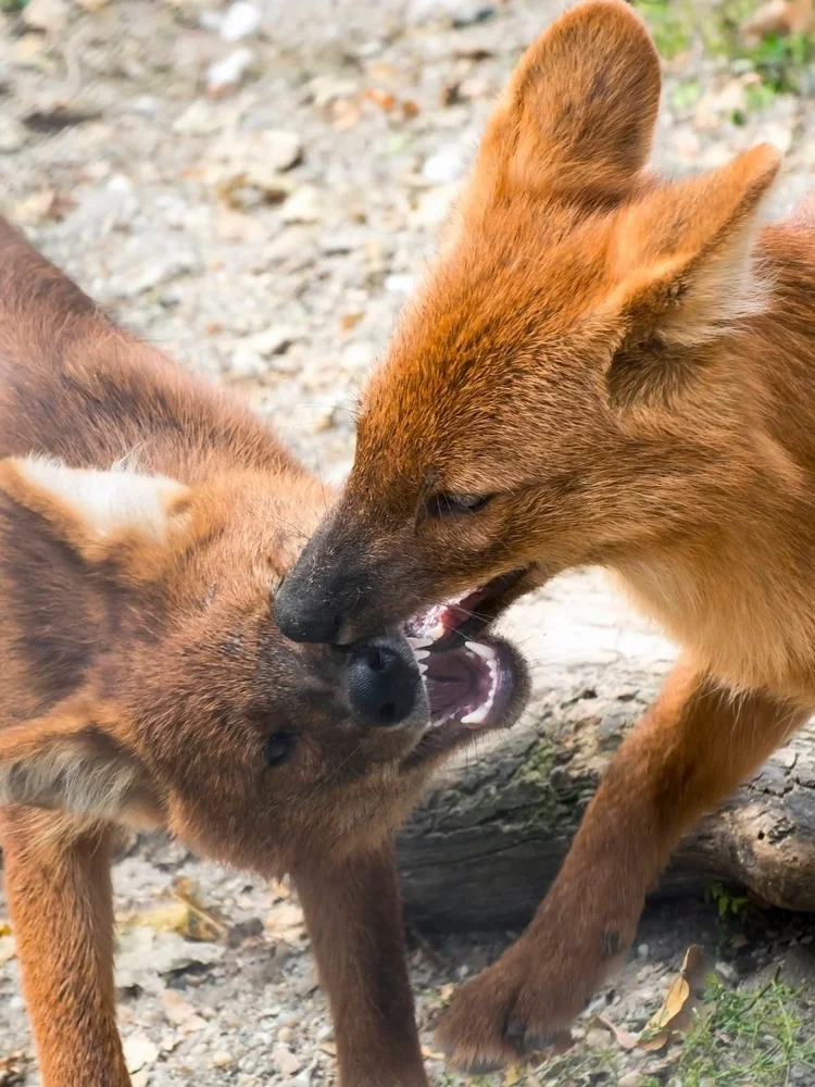 Dhole: Asia's Endangered Wild Dog — Endangered Canid Project
