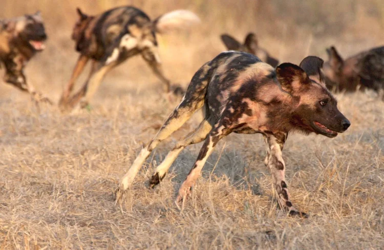 African Painted Dog: Endangered Pack Hunters — Endangered Canid Project