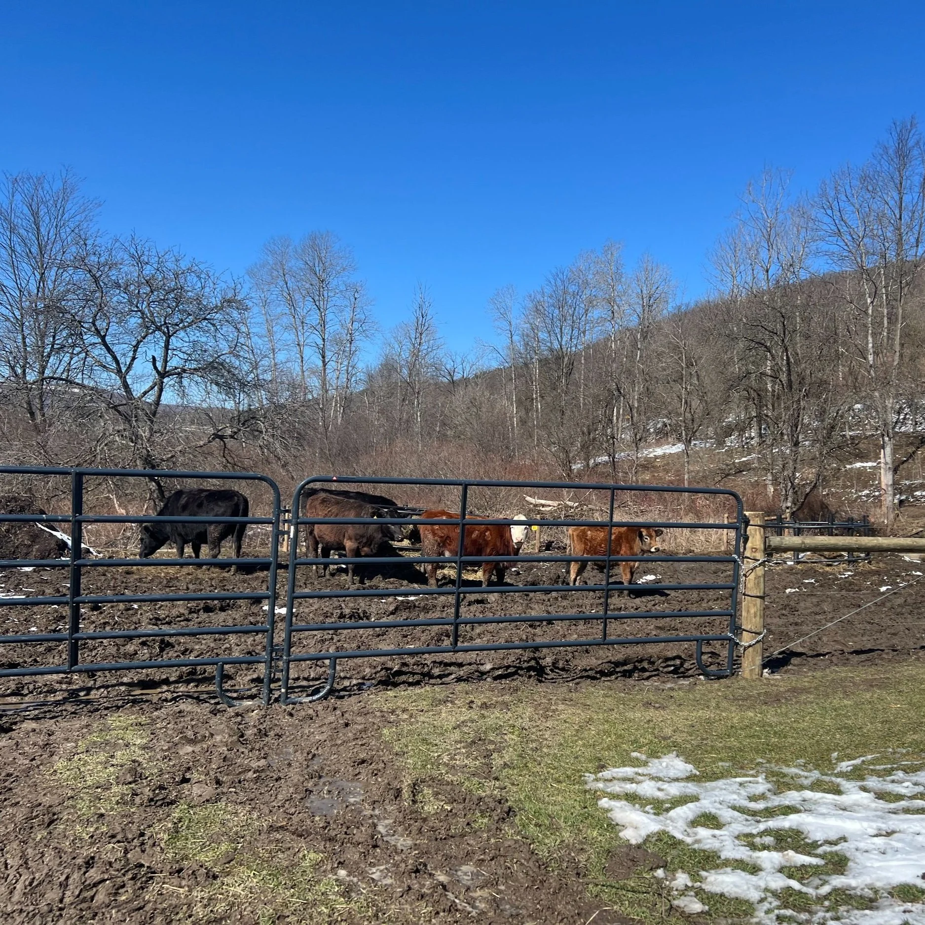 Hidden Diamond Farms | High-Quality Beef, Poultry & Pork | Baked Goods ...