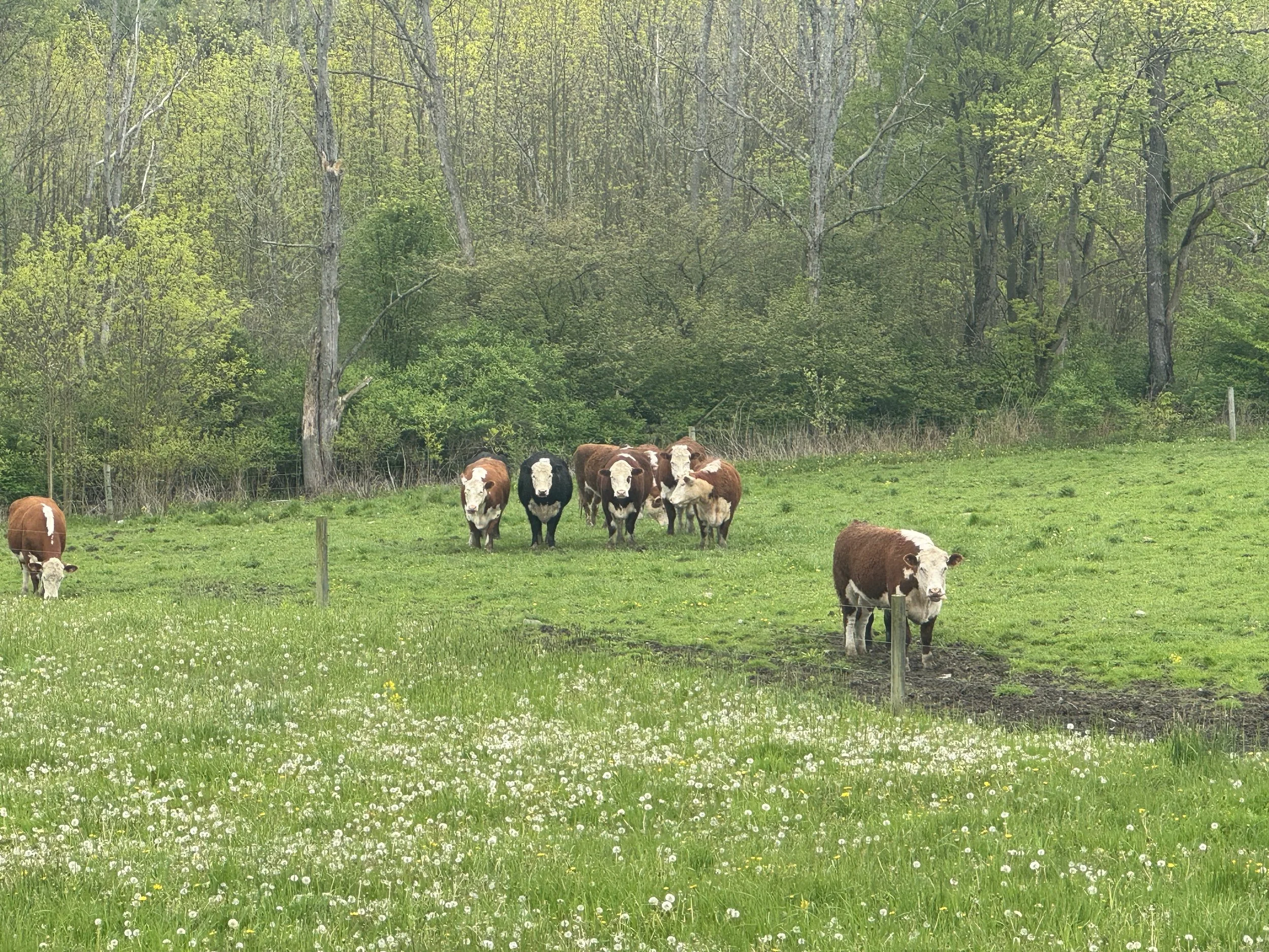 Hidden Diamond Farms | High-Quality Beef, Poultry & Pork | Baked Goods ...