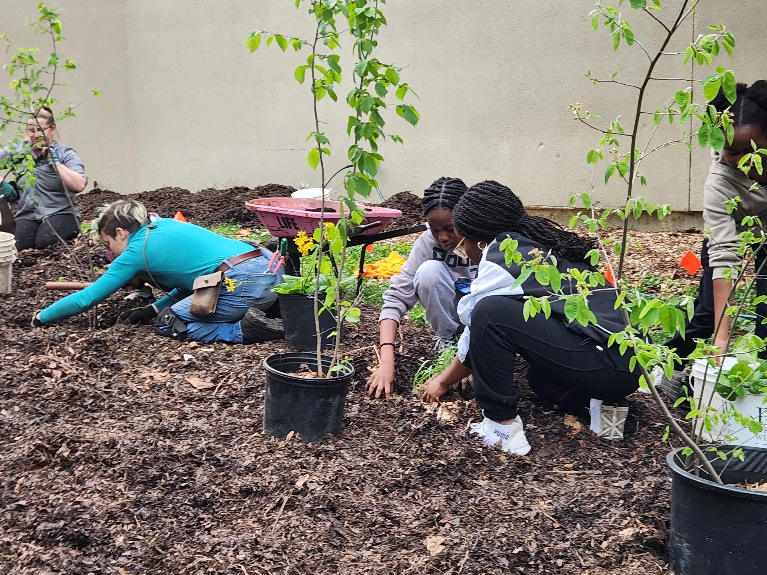 About Food Forests — Community Food Forest Collective