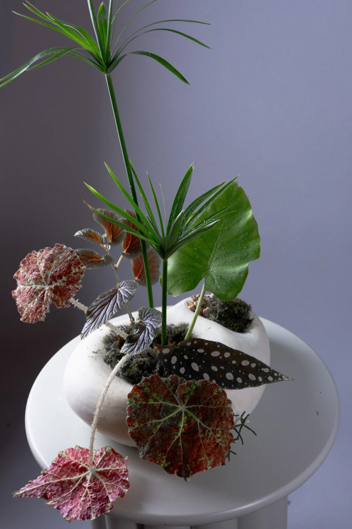 Meet Miami-based landscape designer Lily Mustelier — Design Storytellers