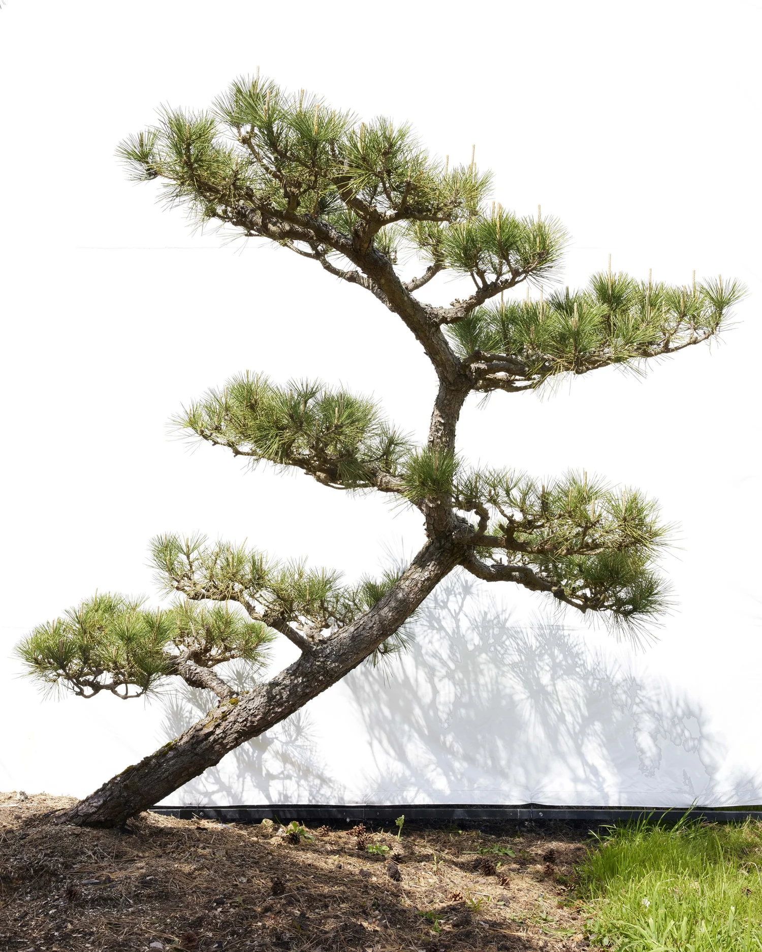 Mature Niwaki Pinus Thunbergii