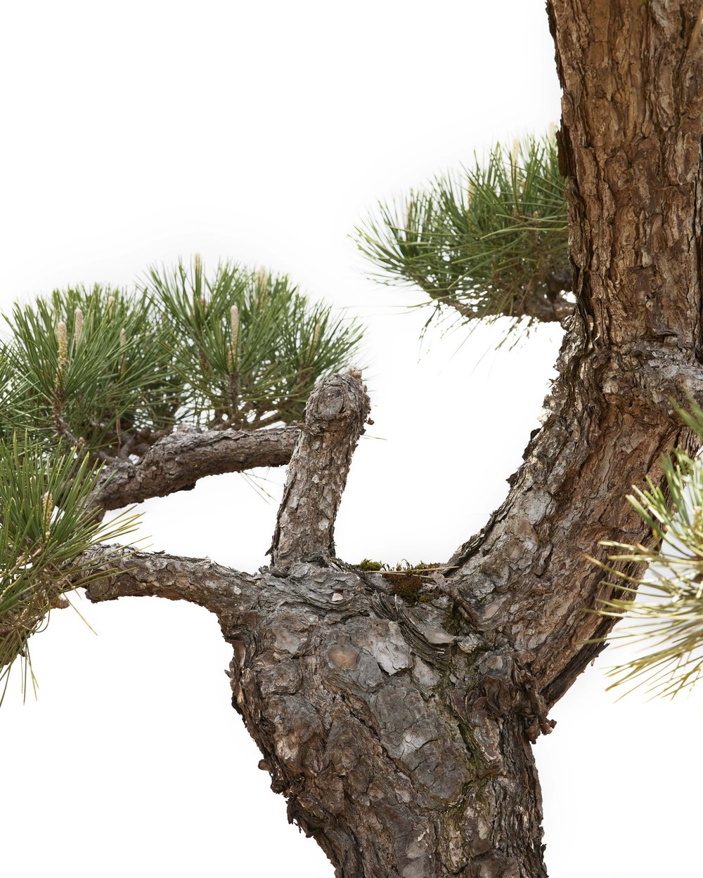 Mature Niwaki Pinus Thunbergii
