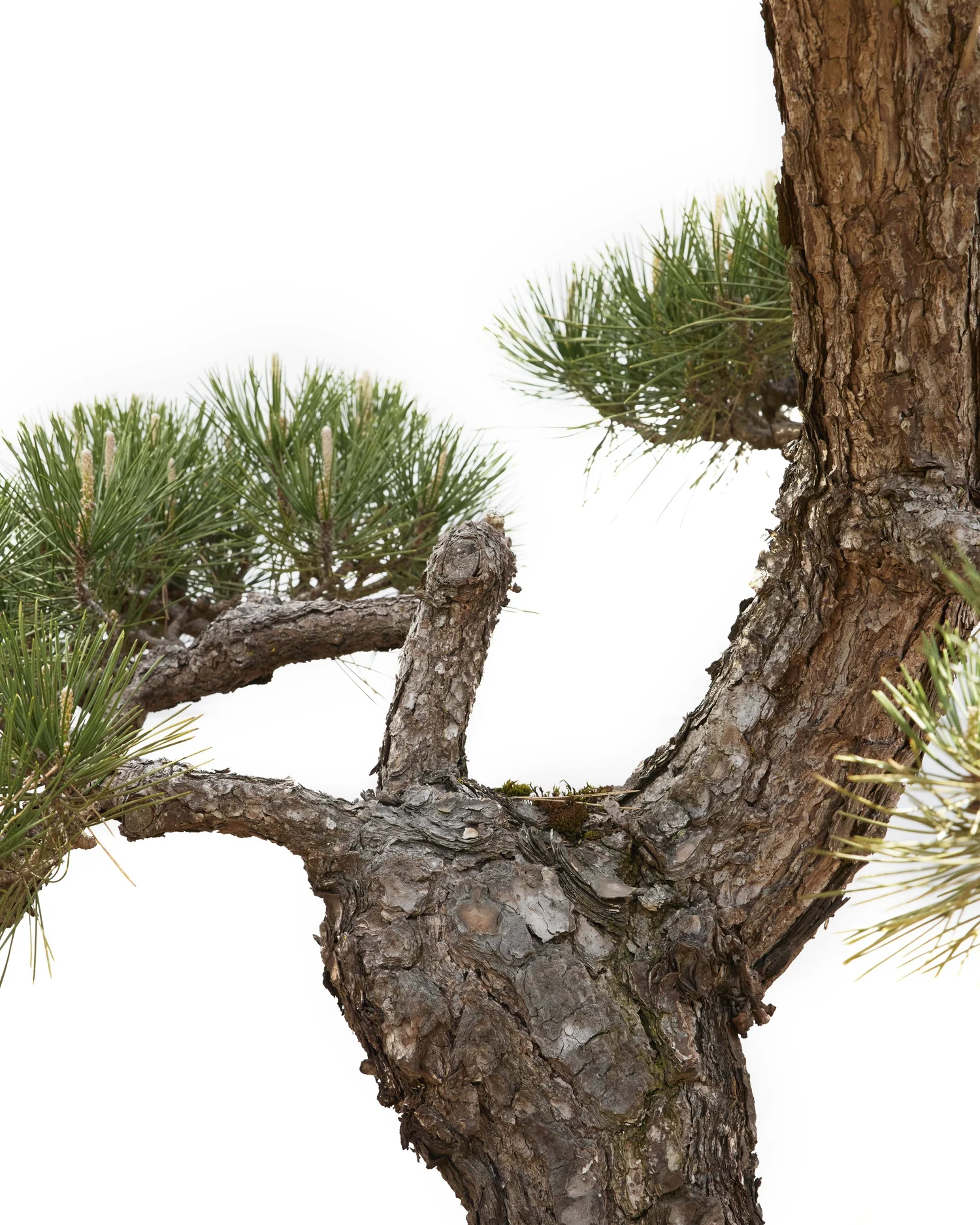 Mature Niwaki Pinus Thunbergii