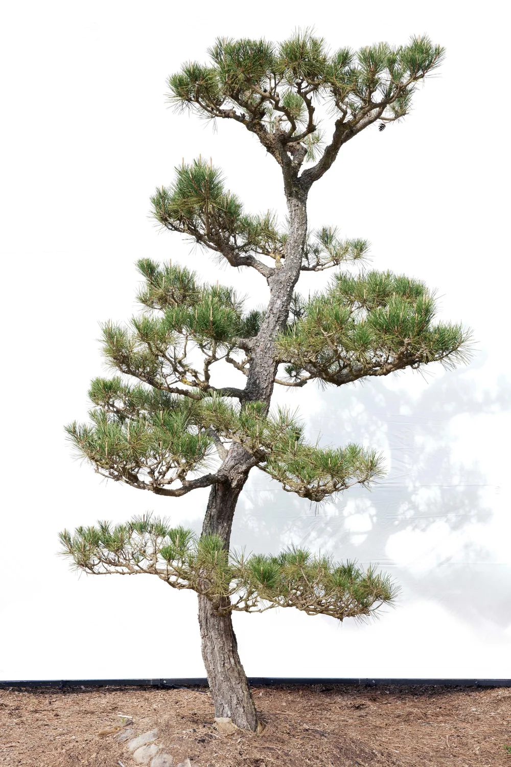 Mature Niwaki Pinus Thunbergii