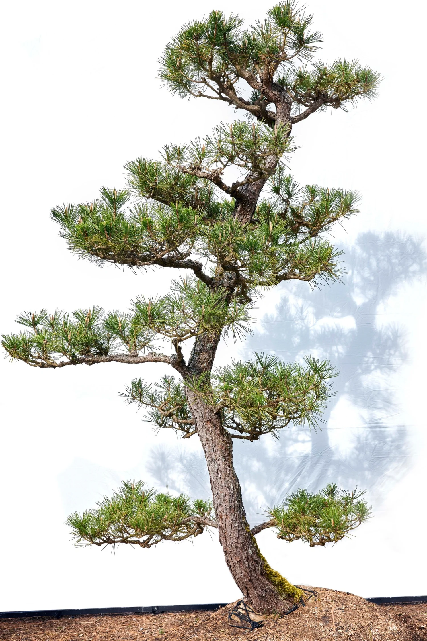 Mature Niwaki Pinus Thunbergii