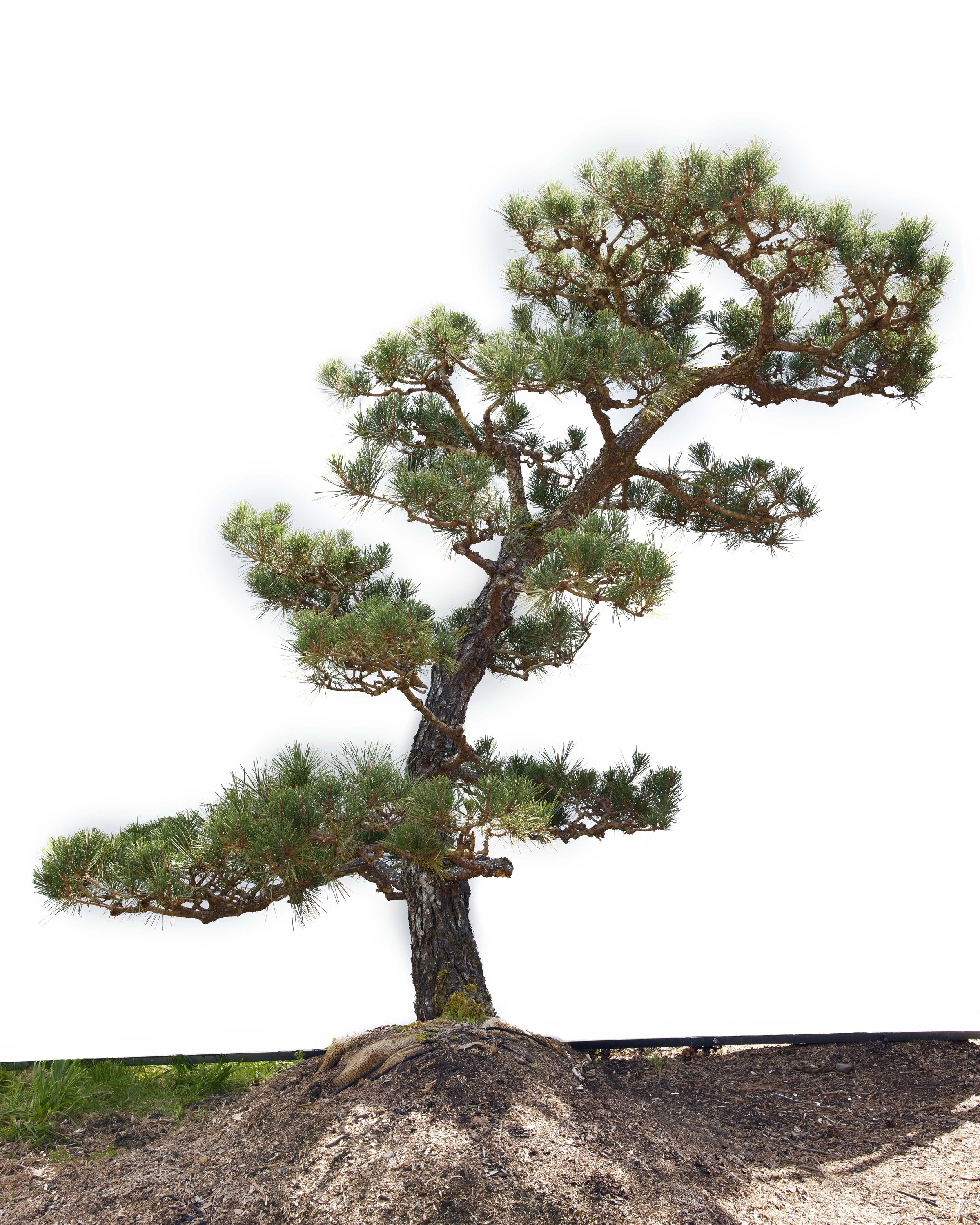 Mature Niwaki Pinus Thunbergii