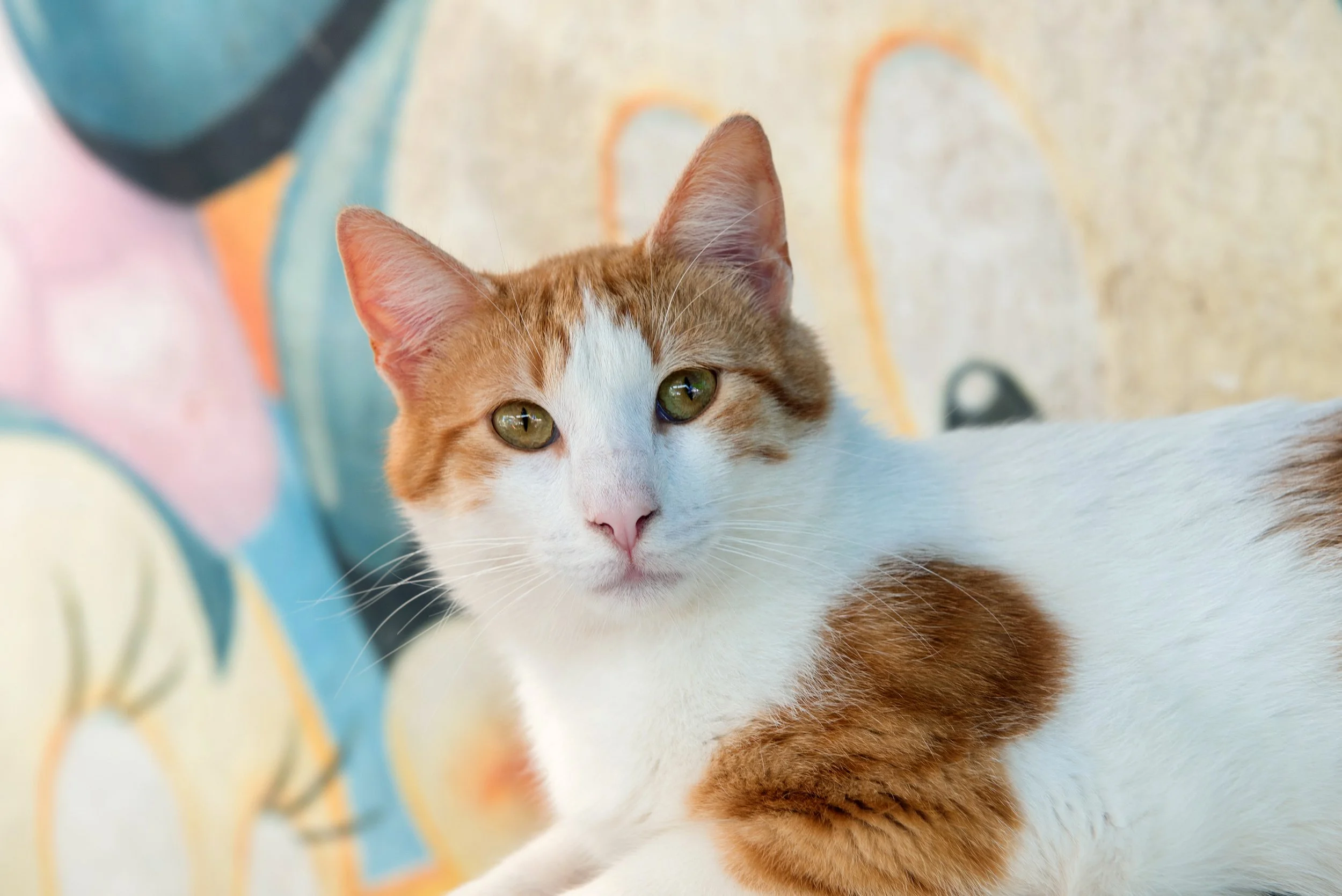 General 2 — Cemetery Cats Corfu