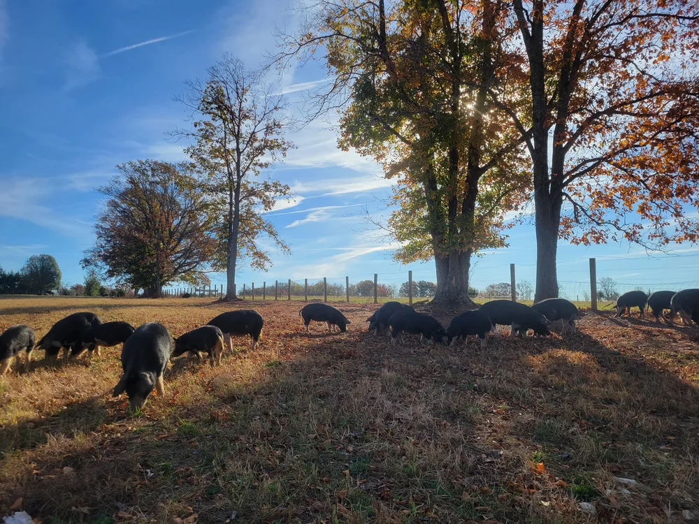 Berkshire Forest Farm