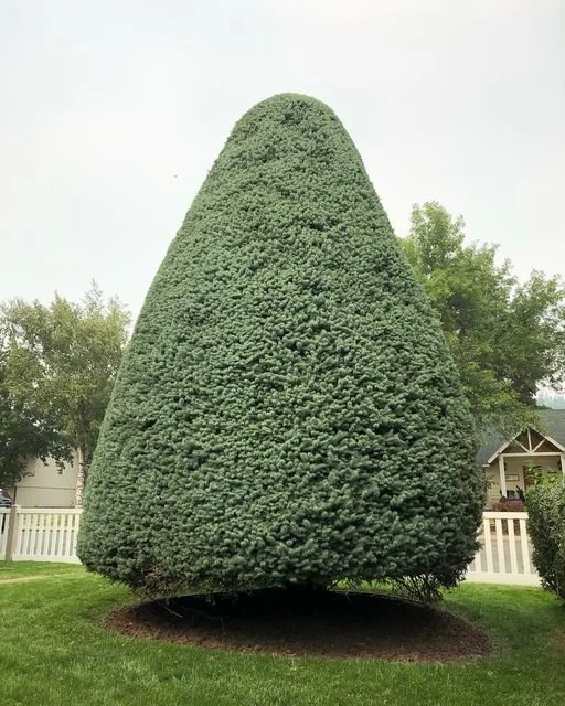 AP Tree Service - Spokane, Washington